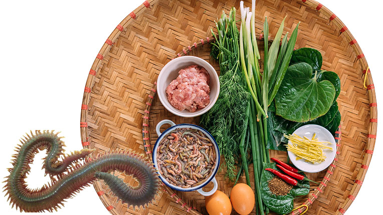 Con rươi có tác dụng gì? Con rươi được sử dụng làm thuốc chữa bệnh.